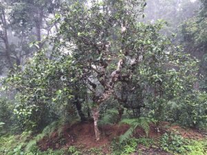 Ancient tea tree