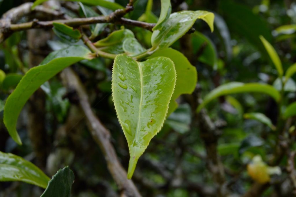 A Visit to Jingmai Mountain & the Ancient Tea Tree Forest - Lake ...