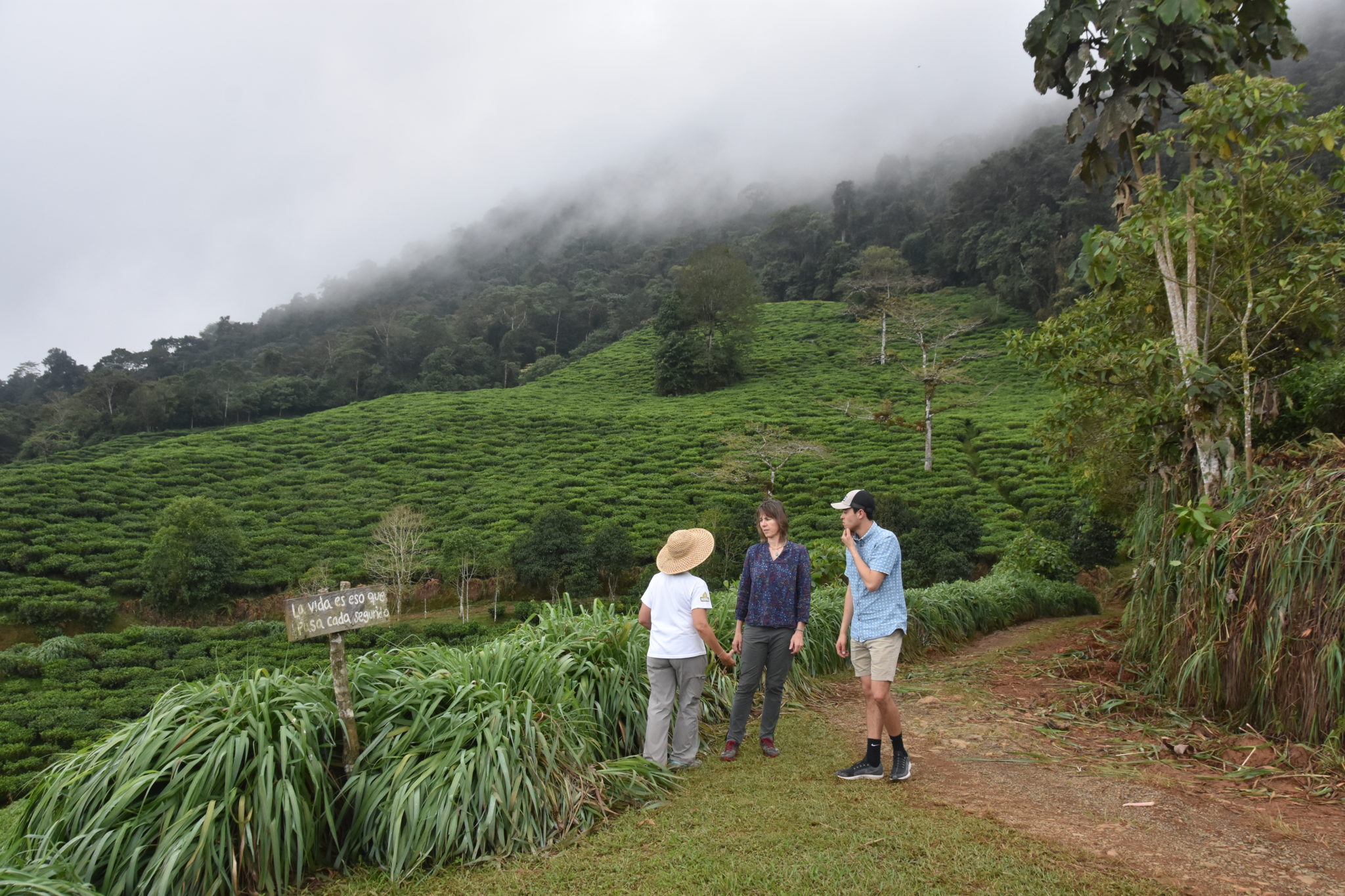 A Tea Farm in Coffee Land Colombia for best black and green tea