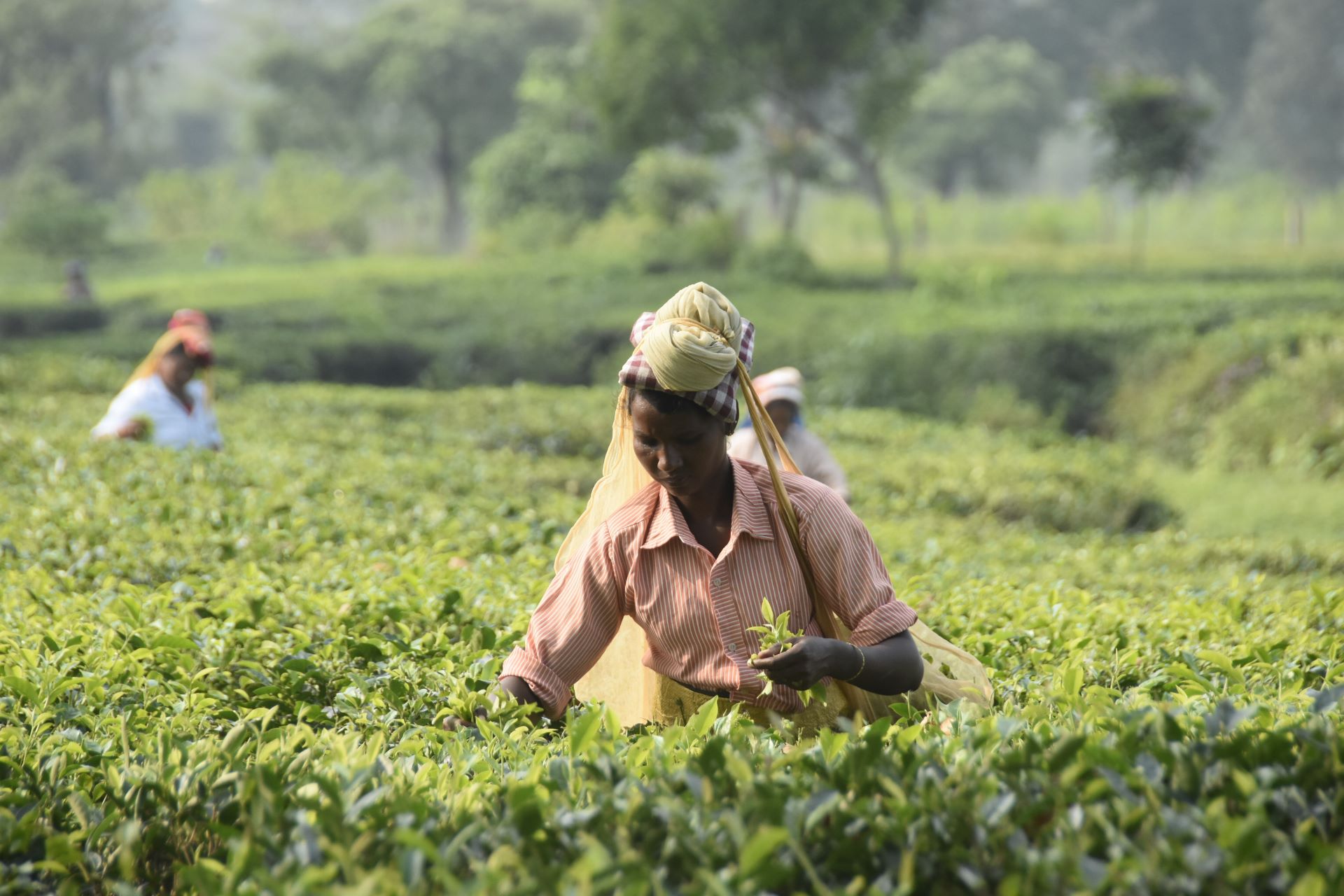 Oxidation Levels in True Tea - Lake Missoula Tea Company